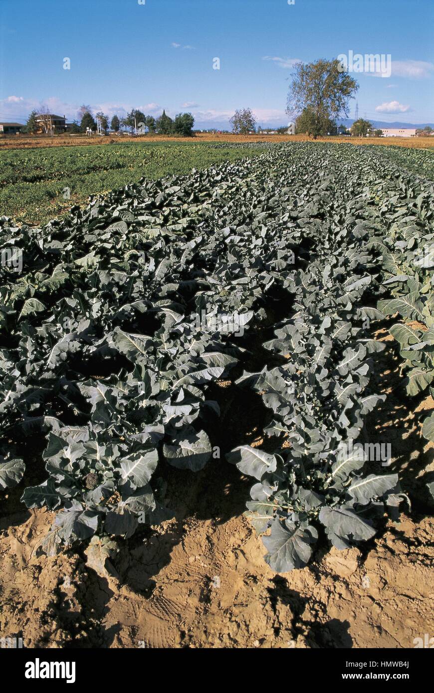 Botany brassica hi-res stock photography and images - Alamy