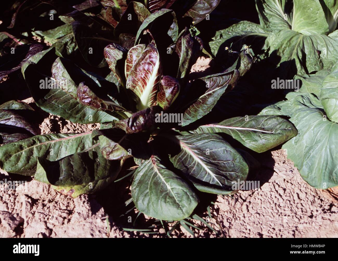 Common chicory (Cichorium intybus), Asteraceae Stock Photo - Alamy