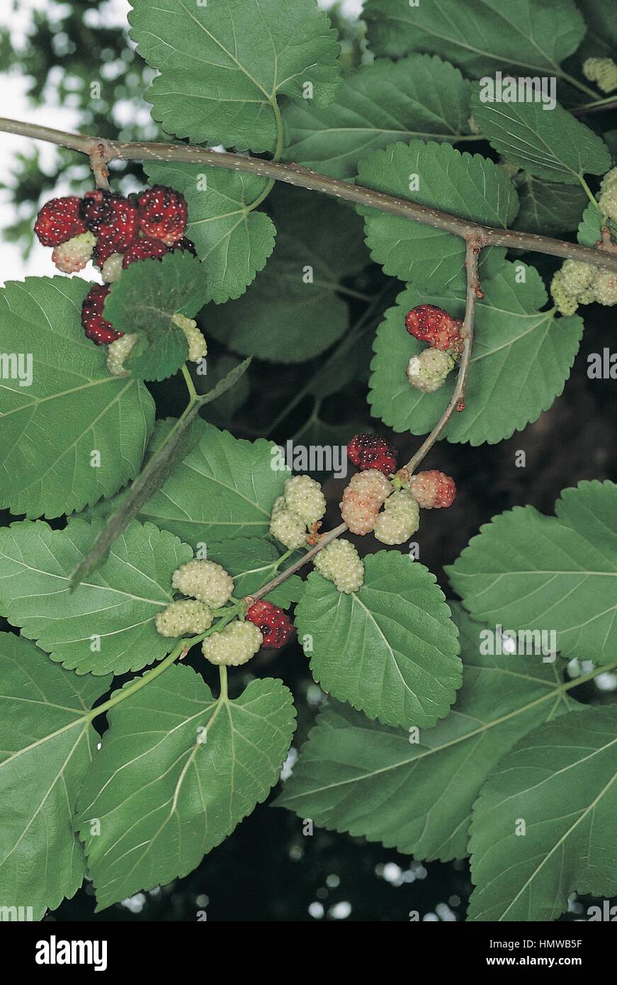 Botany - Moraceae. Black mulberry (Morus nigra Stock Photo - Alamy