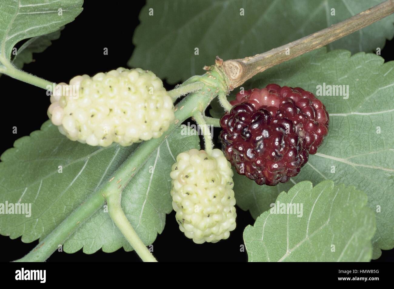 Botany - Moraceae. Black mulberry (Morus nigra). Fruits Stock Photo - Alamy