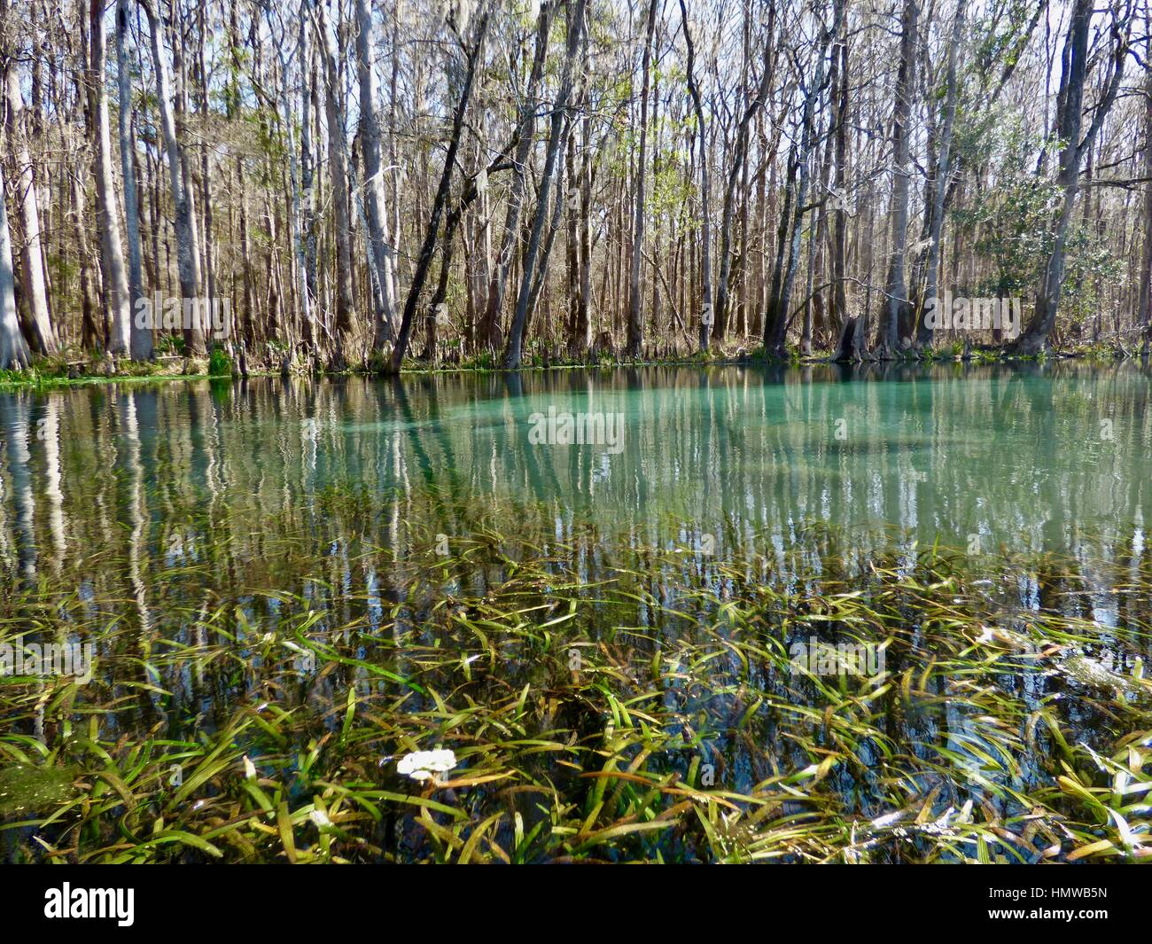 Nature ichetucknee springs state park High Resolution Stock Photography ...