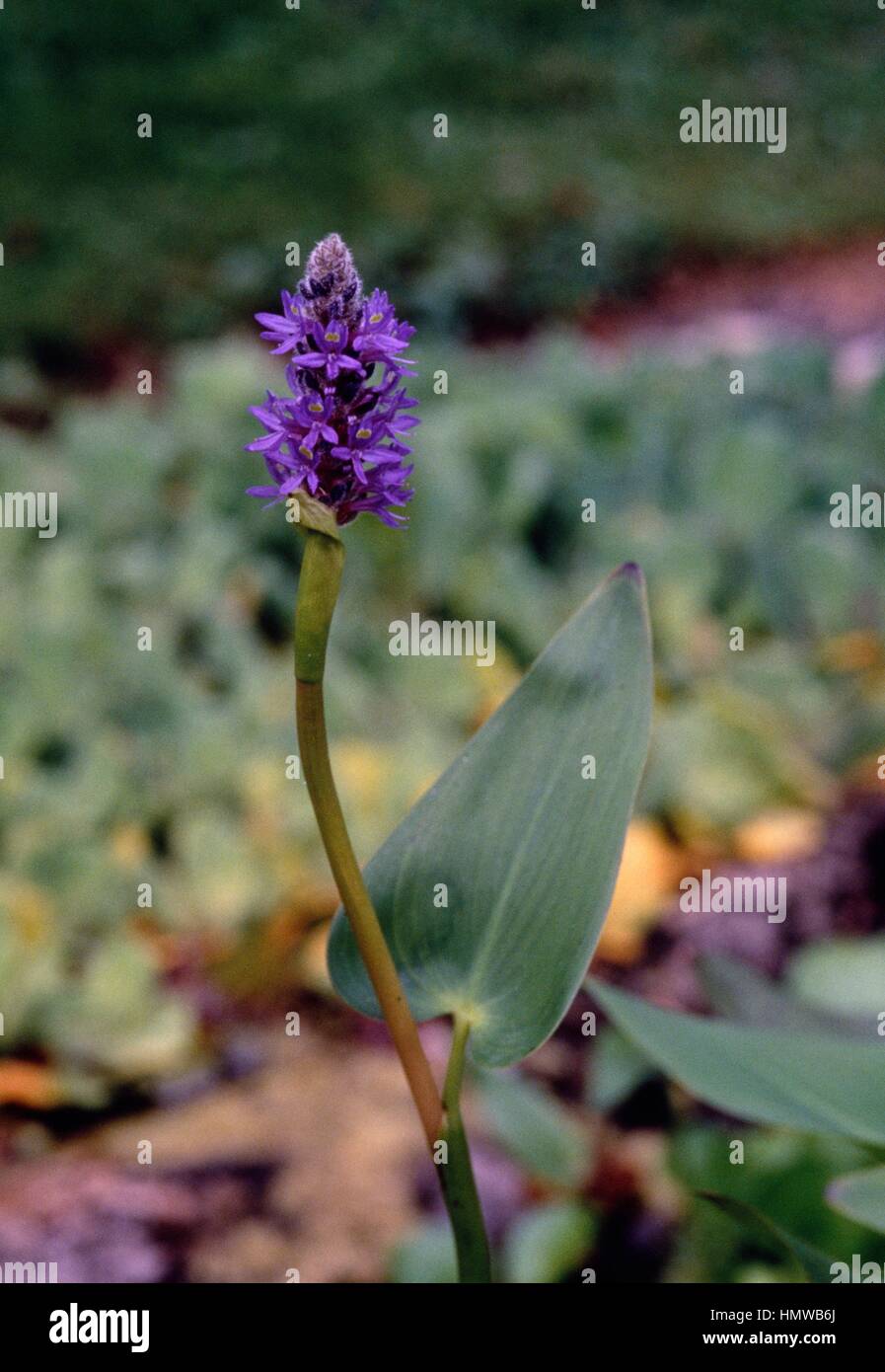 Pickerelweed (Pontederia cordata), Pontederiaceae Stock Photo - Alamy
