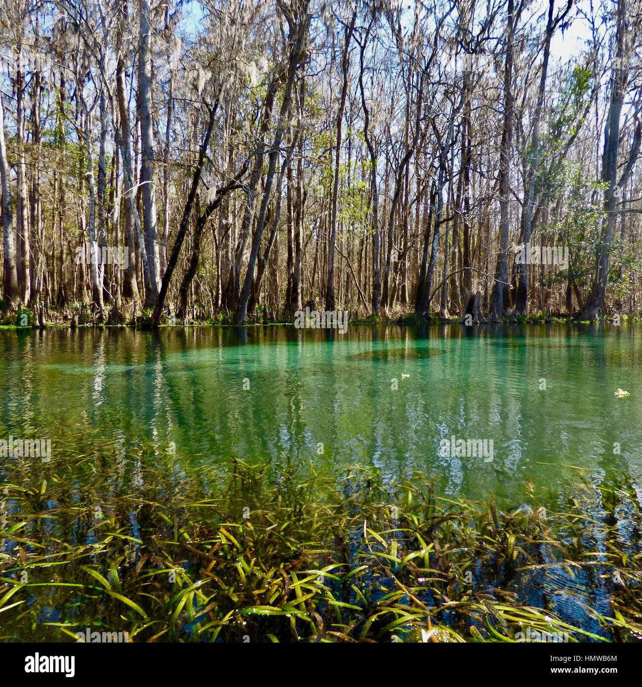 Light and water reflect and refract as manatees swim in the waters of ...