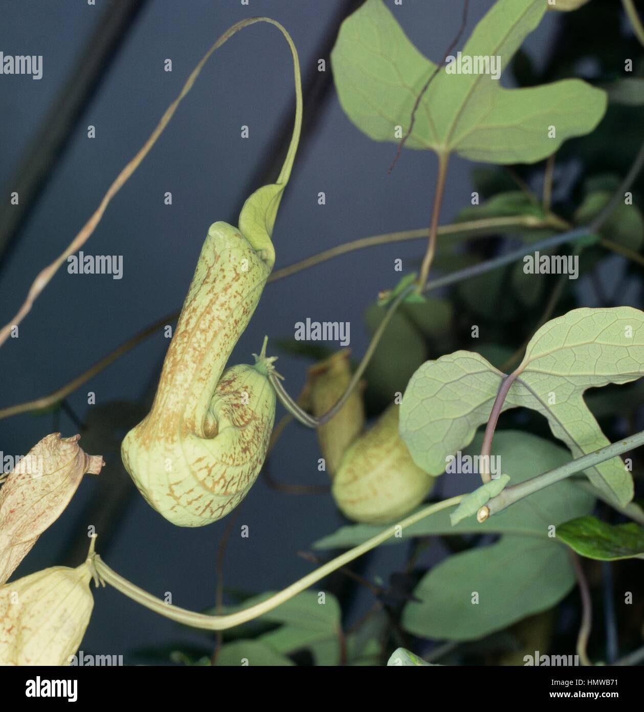 Bejuco de Santiago (Aristolochia trilobata), Aristolochiaceae Stock ...