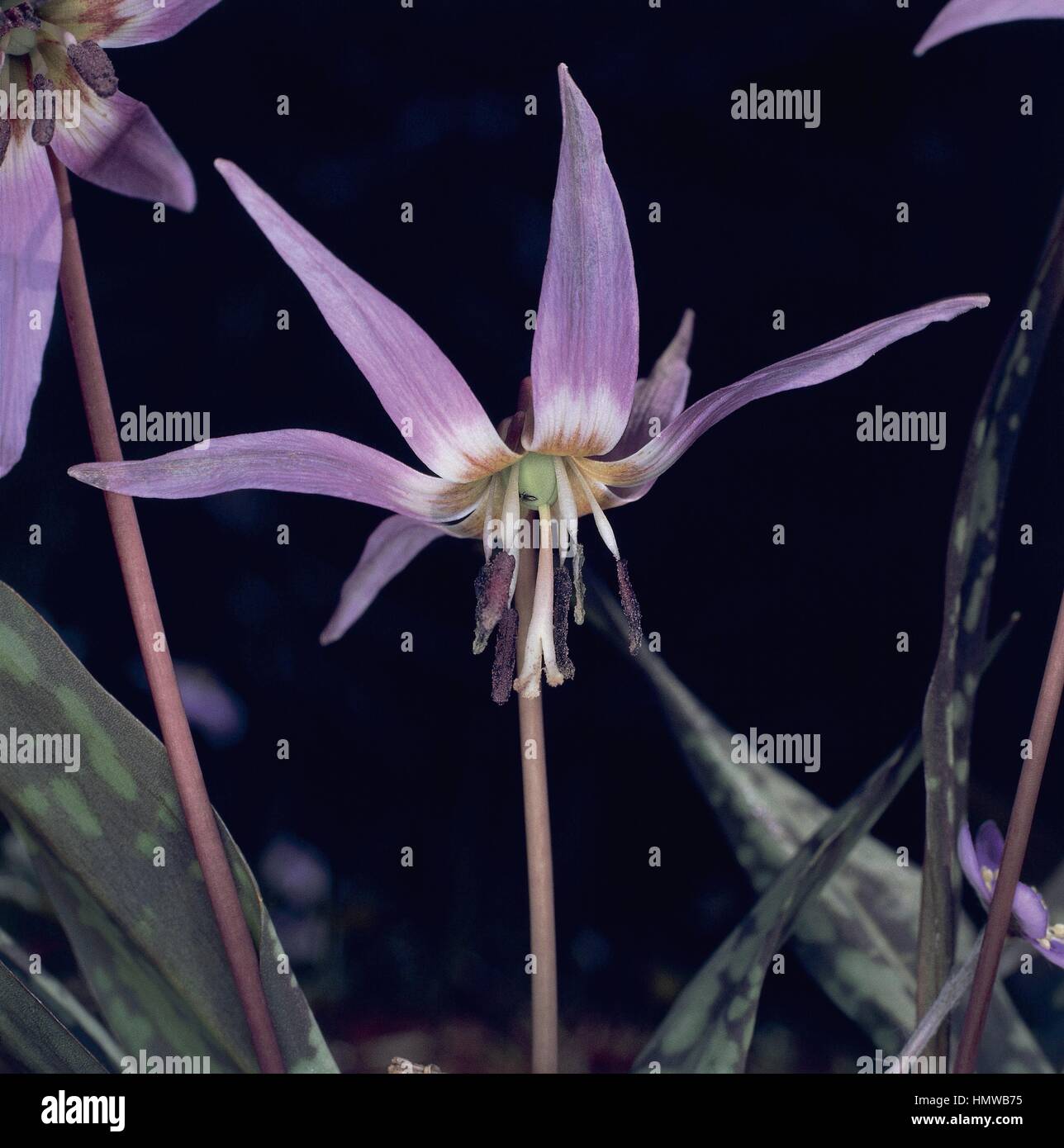 Erythronium denscanis hi-res stock photography and images - Alamy
