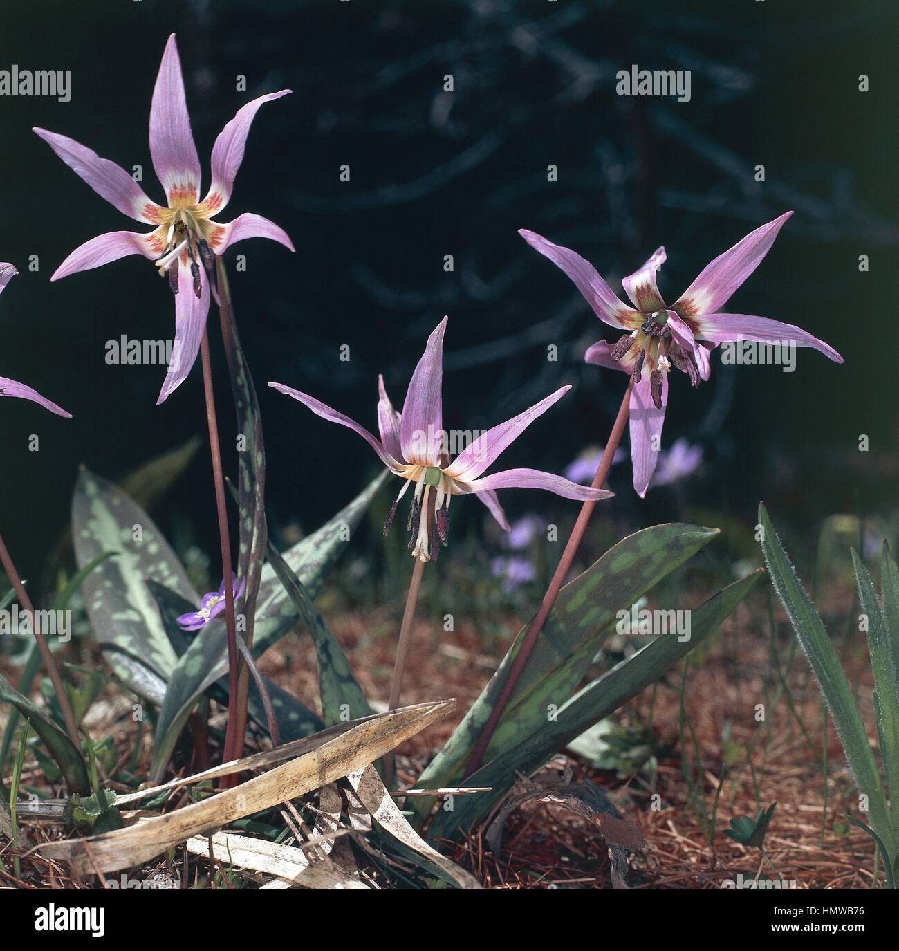 Dogs tooth grass hi-res stock photography and images - Alamy