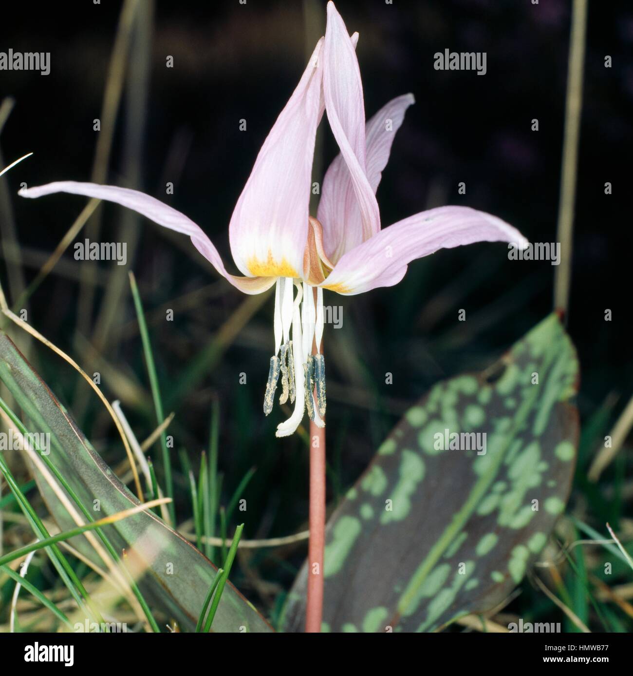 Tooth morphology hi-res stock photography and images - Alamy