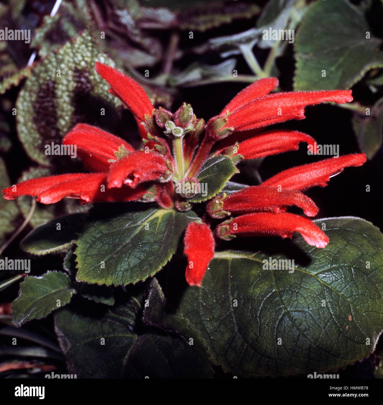 Cardinal flower (Gesneria cardinalis or Sinningia cardinalis ...