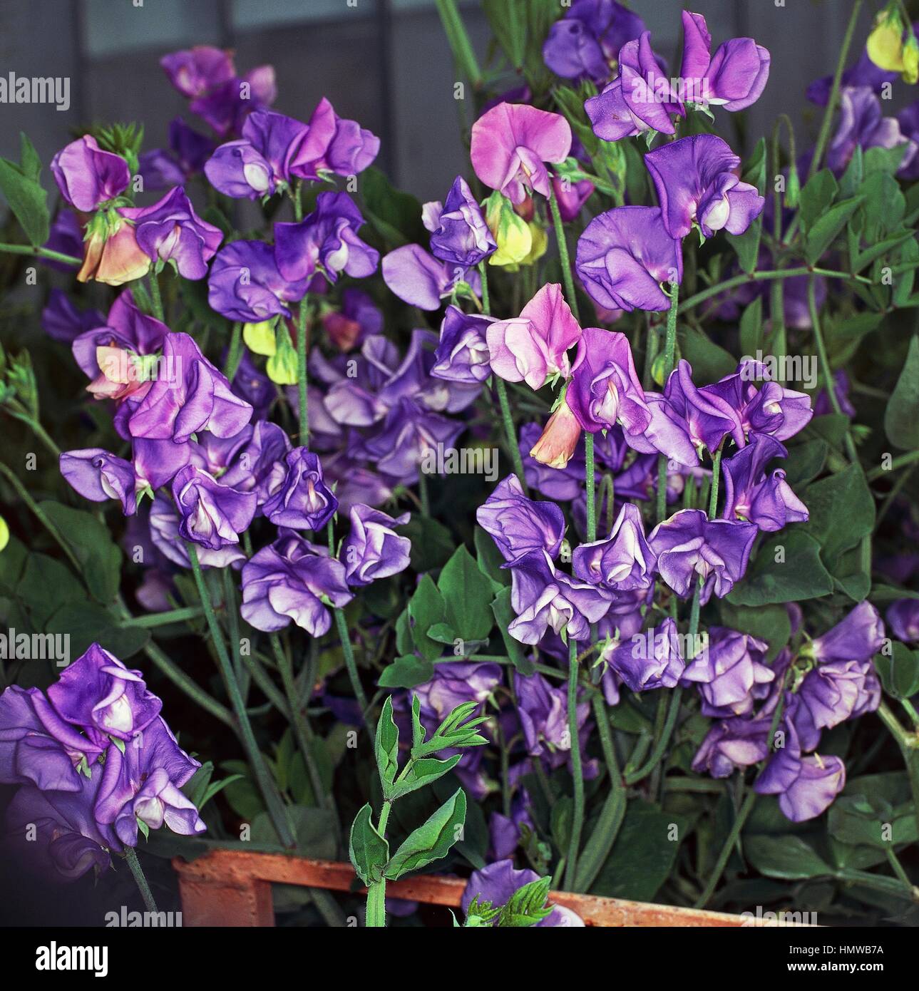 Sweet pea (Lathyrus odoratus Blue Danube), Fabaceae Stock Photo - Alamy