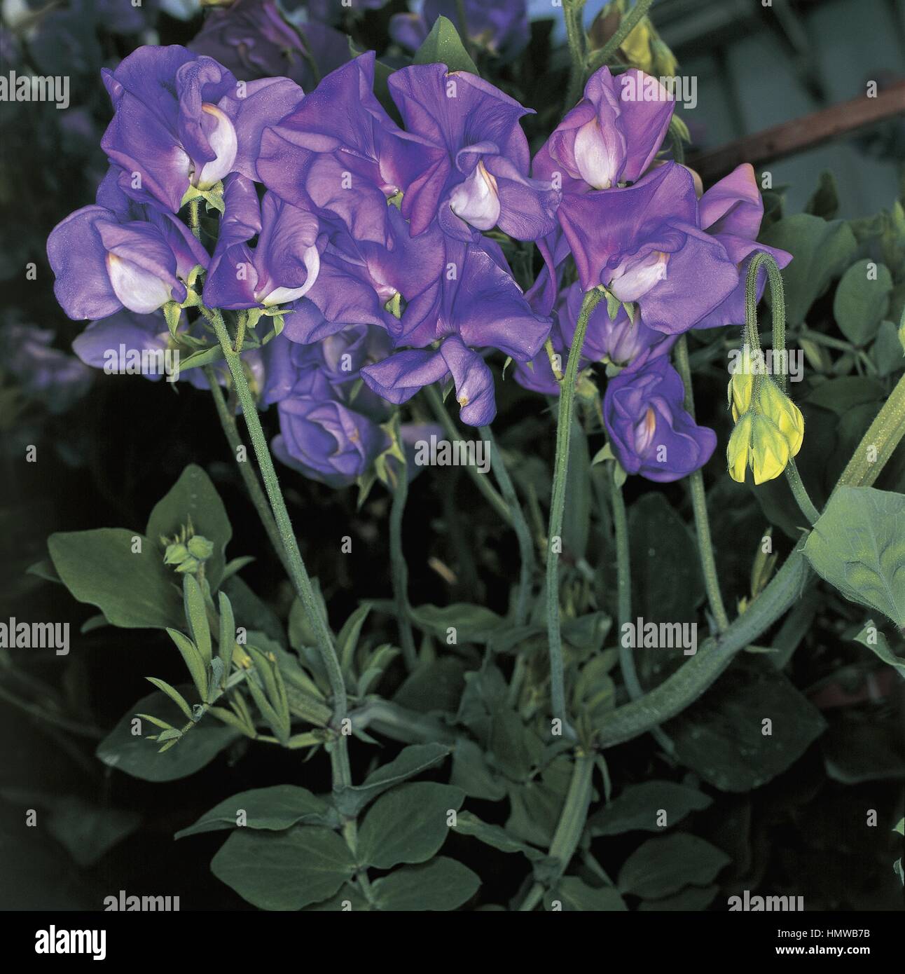 Botany - Papilionaceae. Sweet pea (Lathyrus odoratus 'North Shore ...