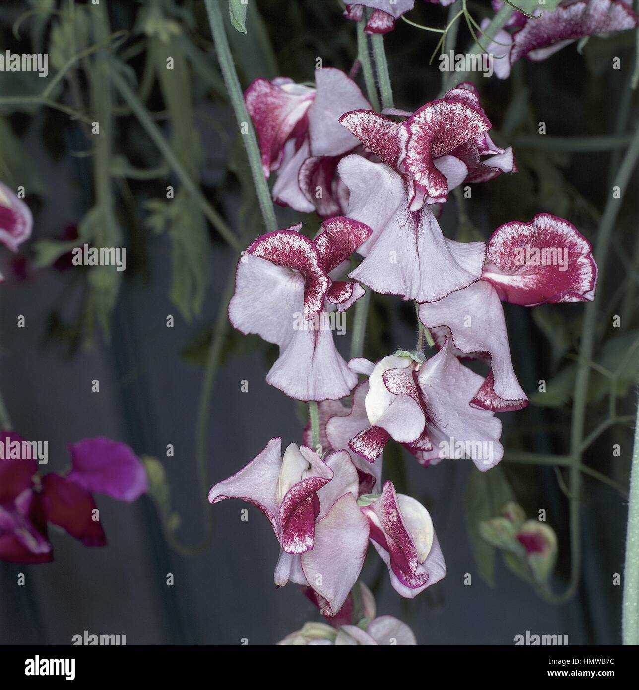Botany papilionaceae sweet hi-res stock photography and images - Alamy