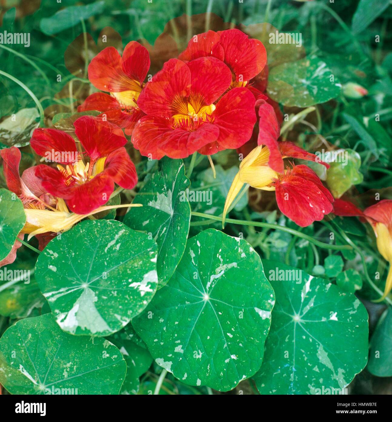 Garden Nasturtium (Tropaeolum majus), Tropaeolaceae Stock Photo - Alamy
