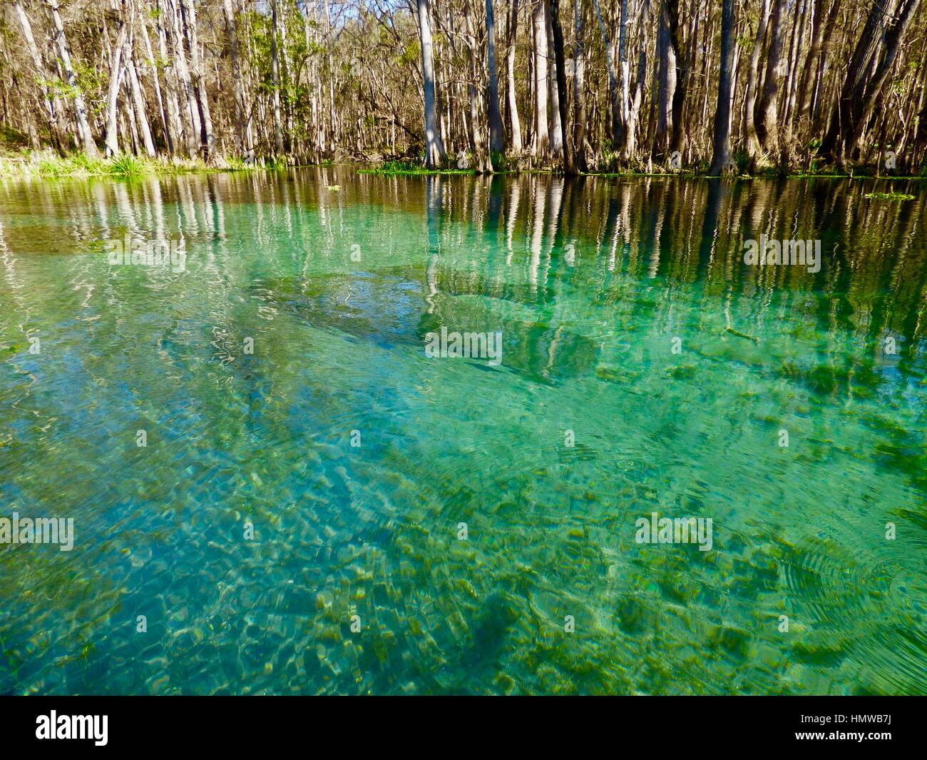Light and water reflect and refract as manatees swim in the waters of ...