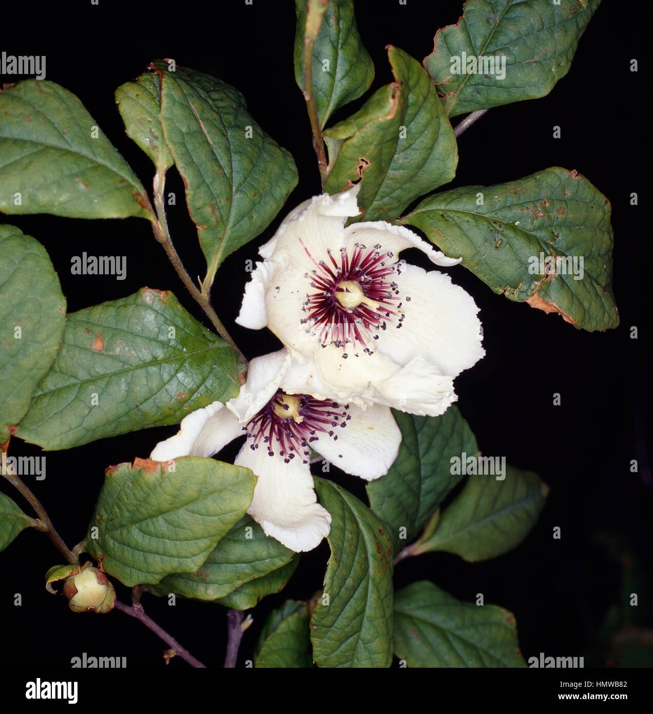 Silky stewartia hi-res stock photography and images - Alamy