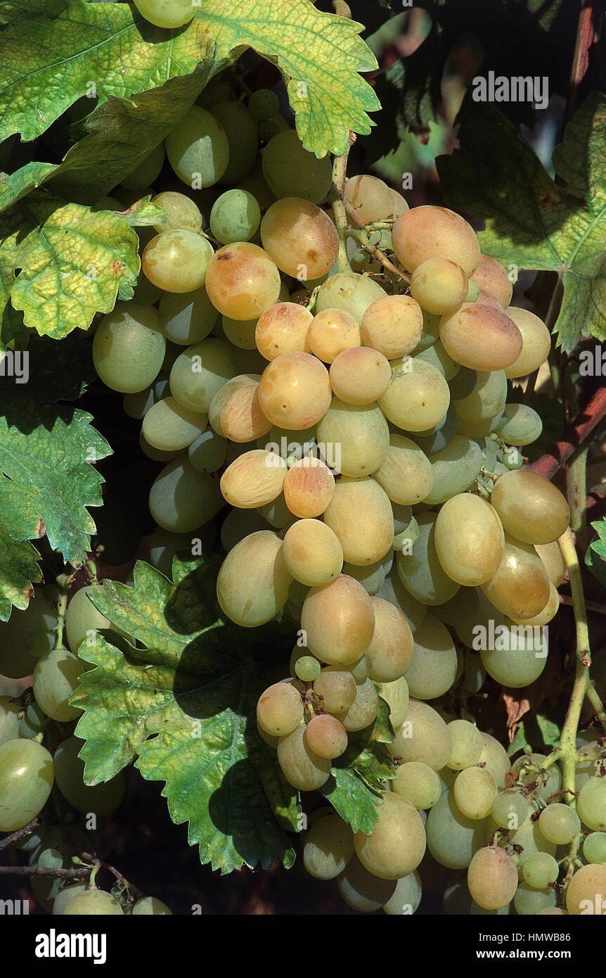 Bunches of Regina grapes (Vitis vinifera), Vitaceae Stock Photo - Alamy