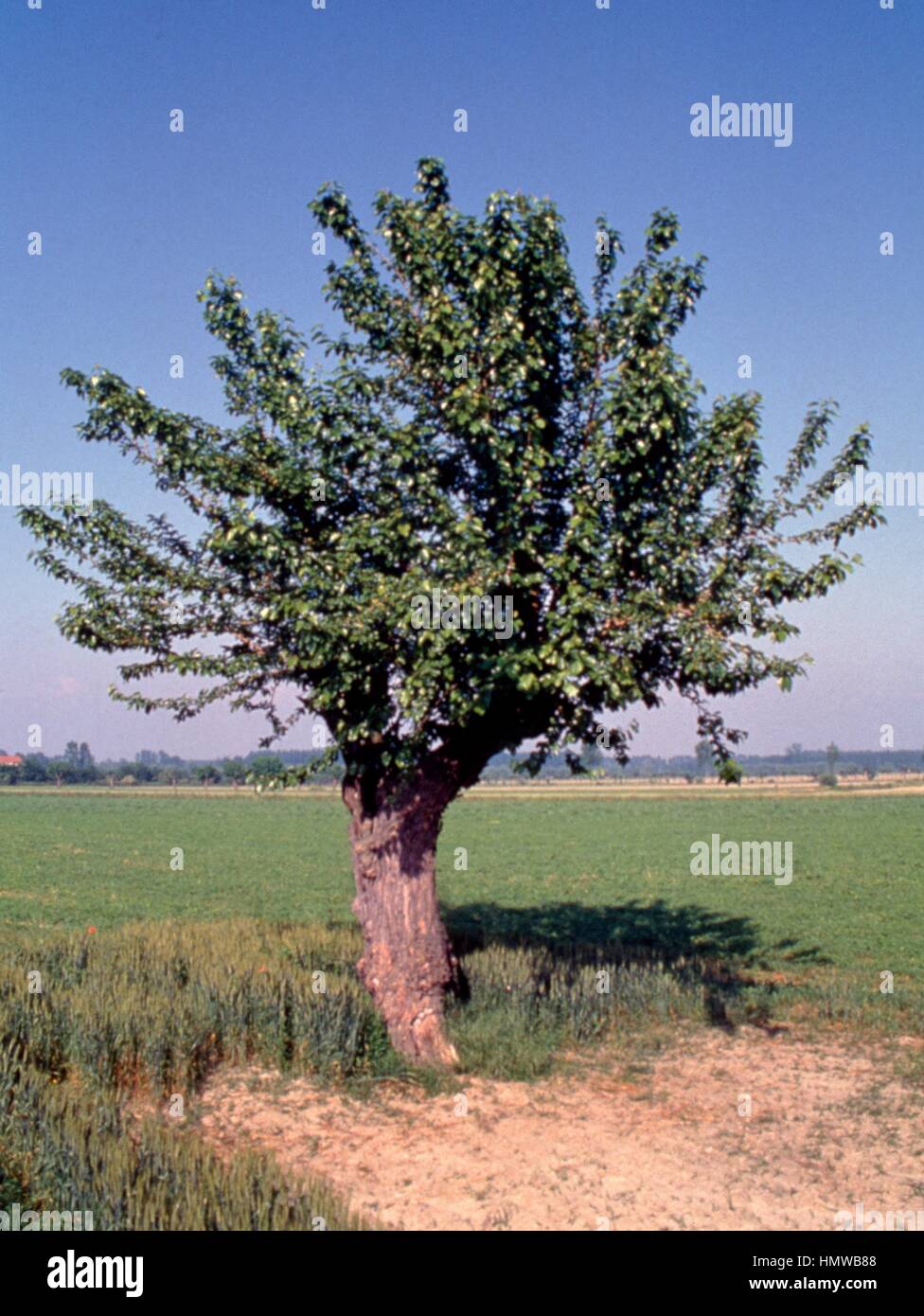 Black mulberry (Morus nigra), Moraceae Stock Photo - Alamy