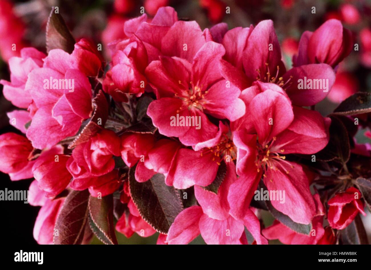 Apple tree flowers (Malus communis), Rosaceae Stock Photo - Alamy