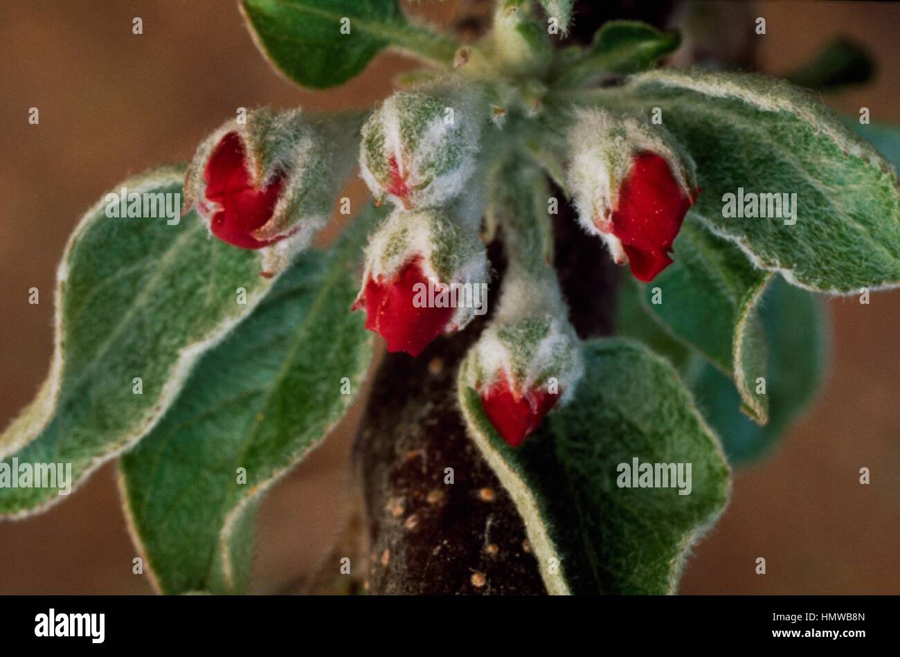 Apple tree buds (Malus communis), Rosaceae Stock Photo - Alamy