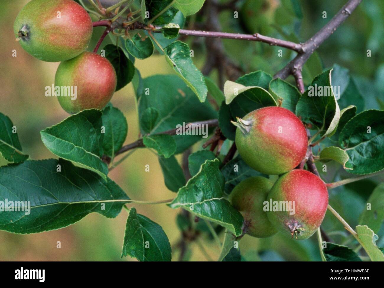 Apple tree branch fruit malus communis hi-res stock photography and ...