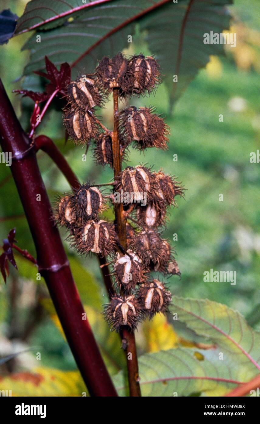 Castor Bean (Ricinus communis), Euphorbiaceae Stock Photo - Alamy