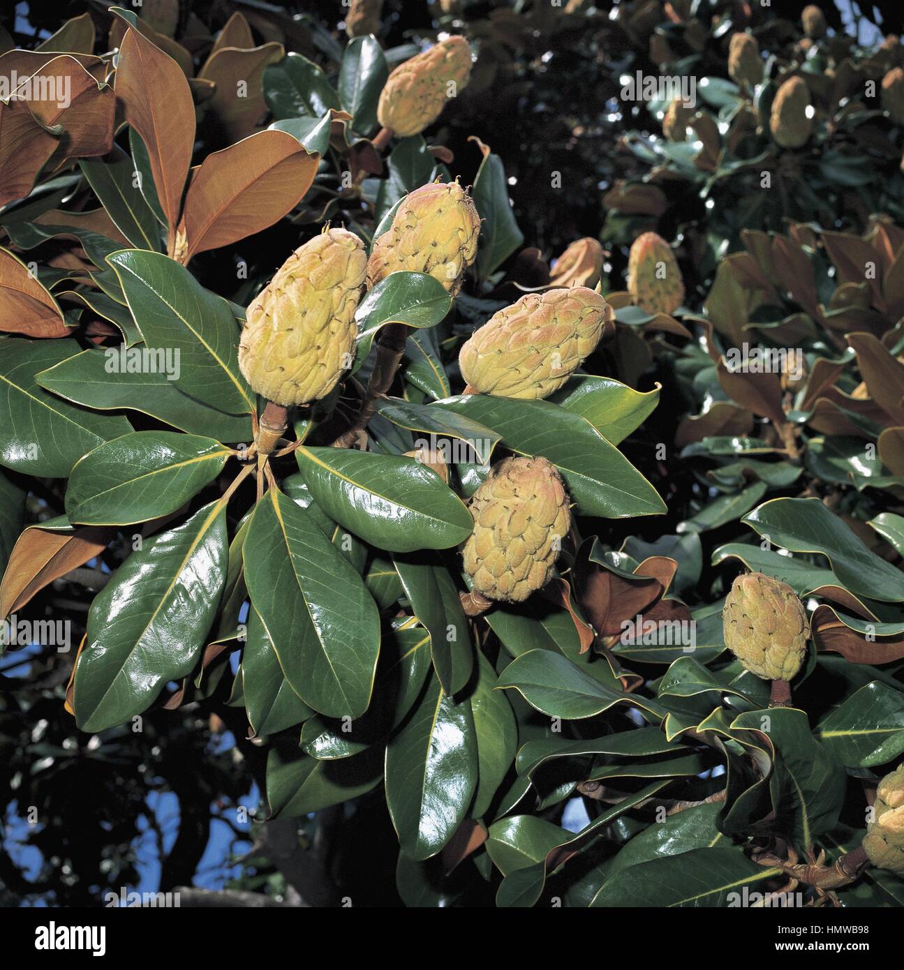 Botany - Magnoliaceae. Southern magnolia (Magnolia grandiflora). Detail ...