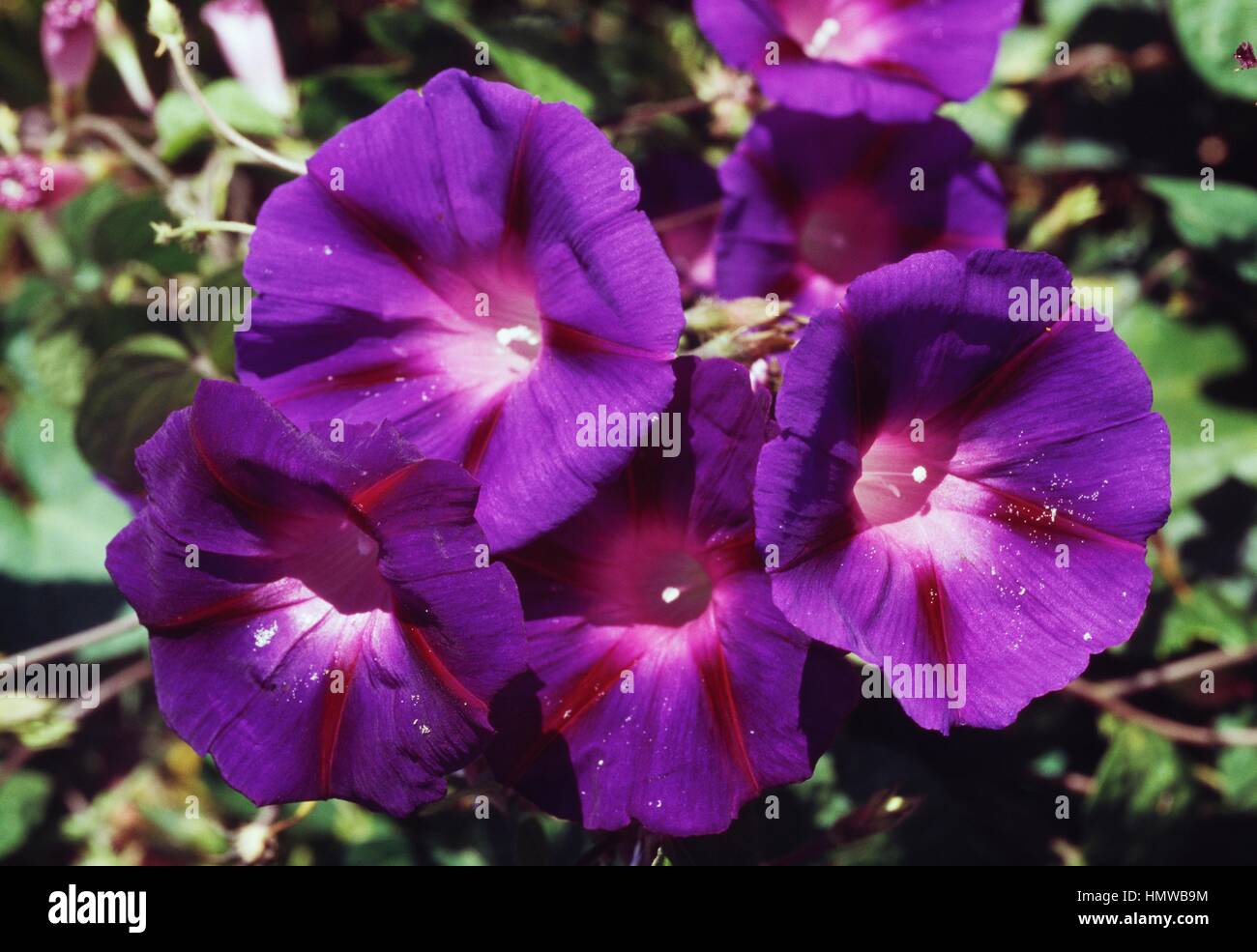 Common morning glory (Ipomoea purpurea), Convolvulaceae Stock Photo - Alamy