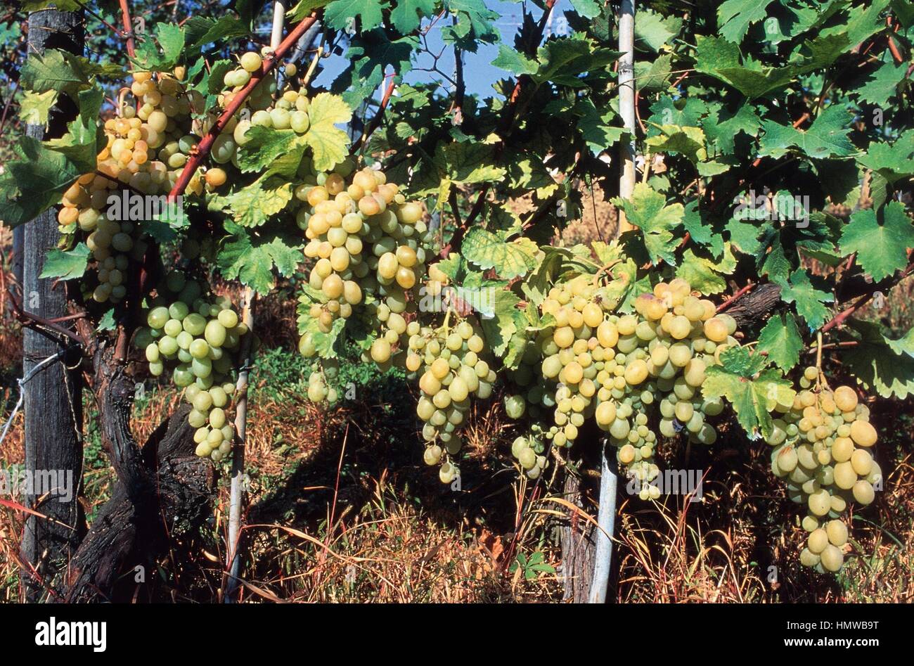 Regina grapes hi-res stock photography and images - Alamy
