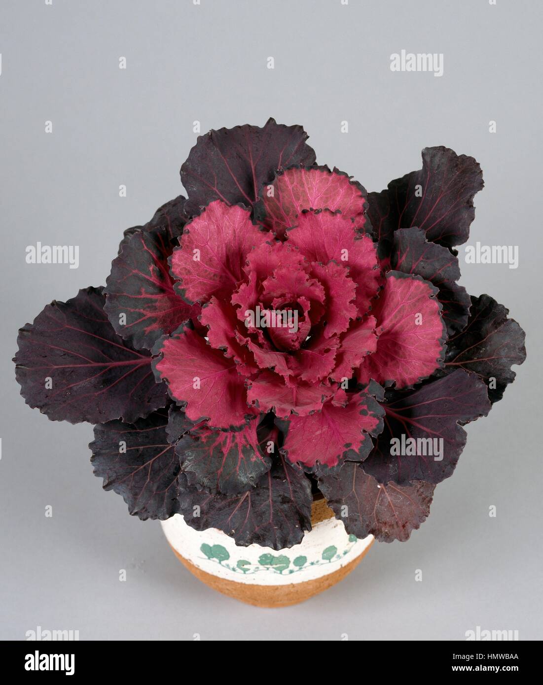 Ornamental cabbage (Brassica sp), Brassicaceae Stock Photo - Alamy