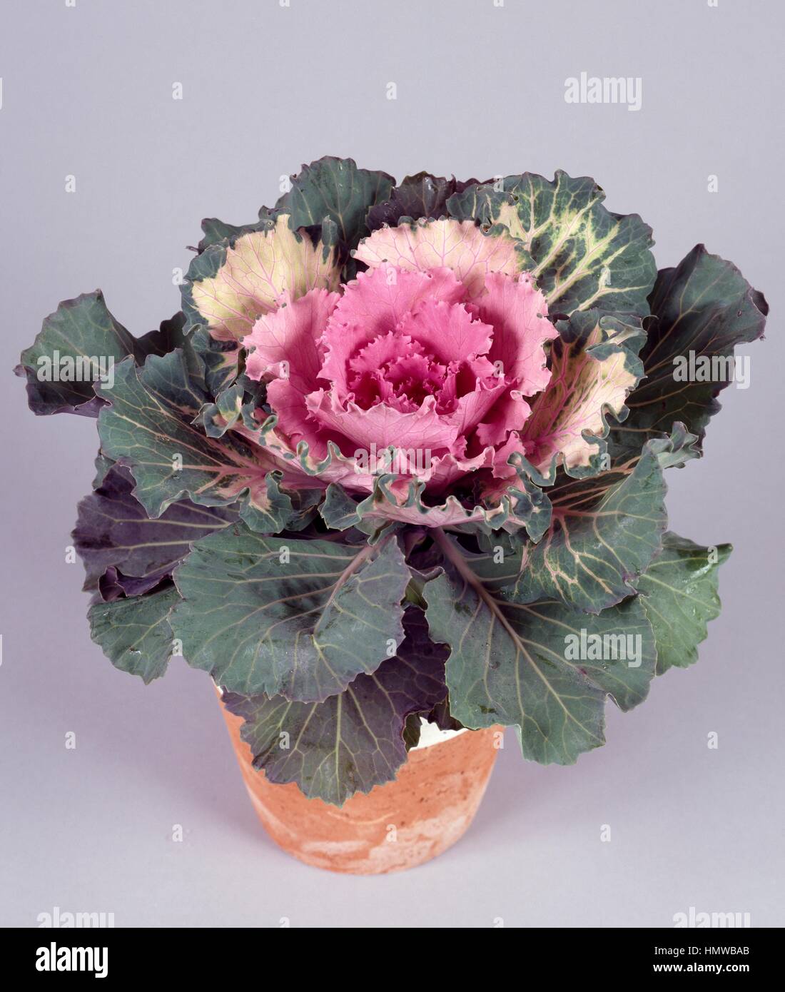 Ornamental cabbage (Brassica sp), Brassicaceae Stock Photo - Alamy
