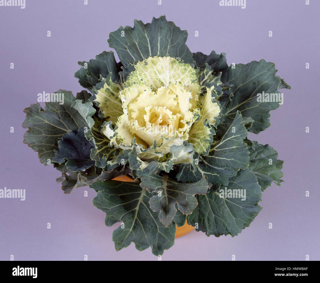 Ornamental cabbage (Brassica sp), Brassicaceae Stock Photo - Alamy