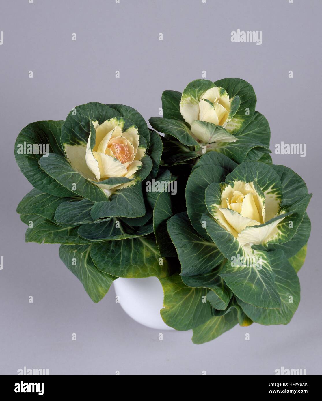 Ornamental cabbage (Brassica sp), Brassicaceae Stock Photo - Alamy