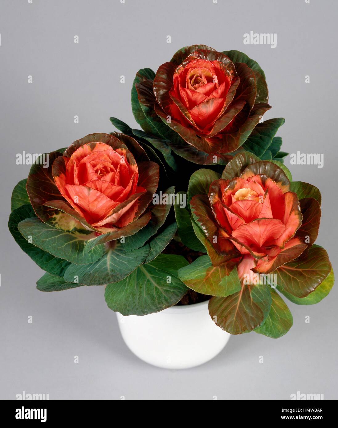 Ornamental cabbage (Brassica sp), Brassicaceae Stock Photo - Alamy