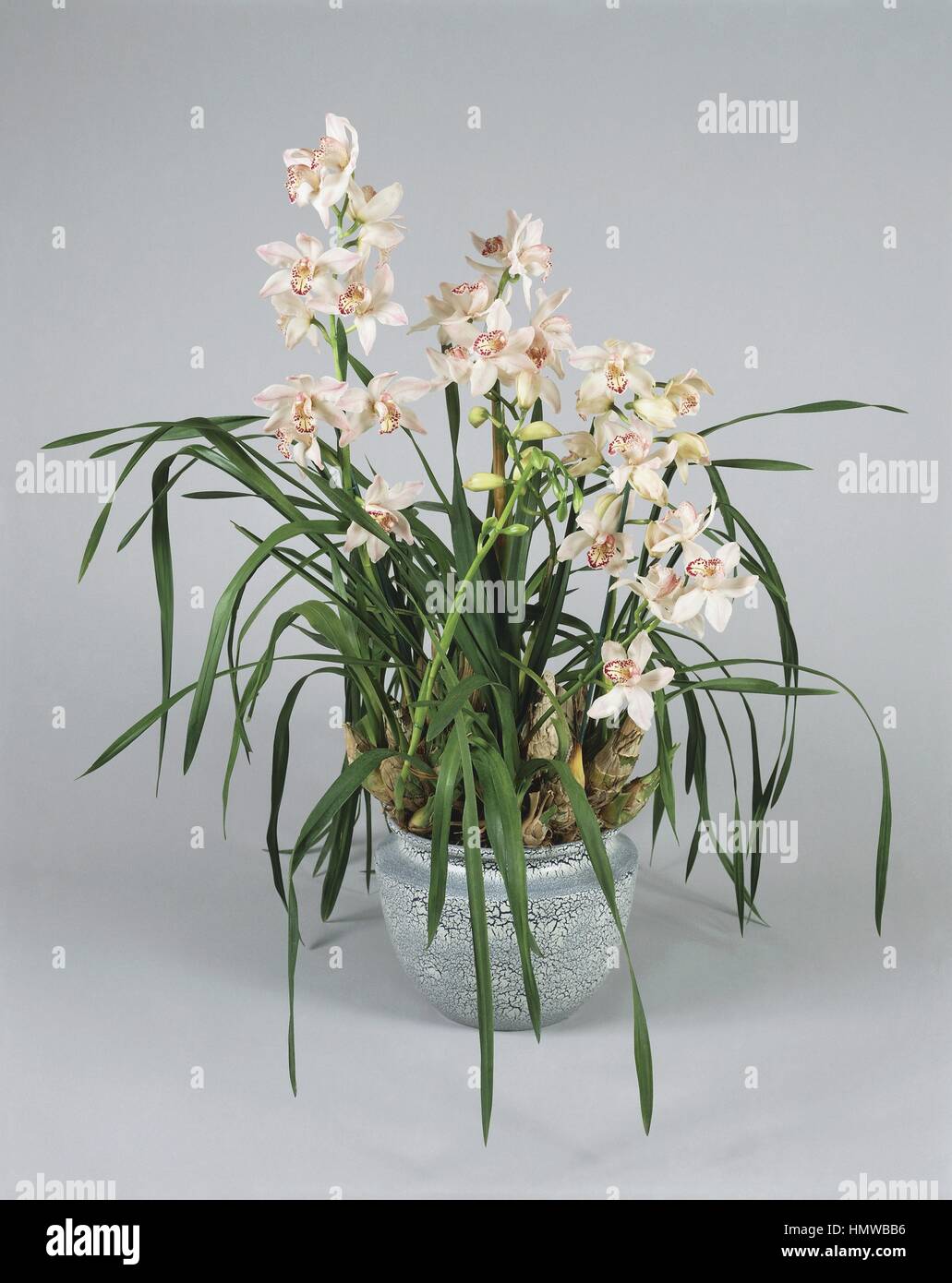 Cymbidium orchid pot hi-res stock photography and images - Alamy
