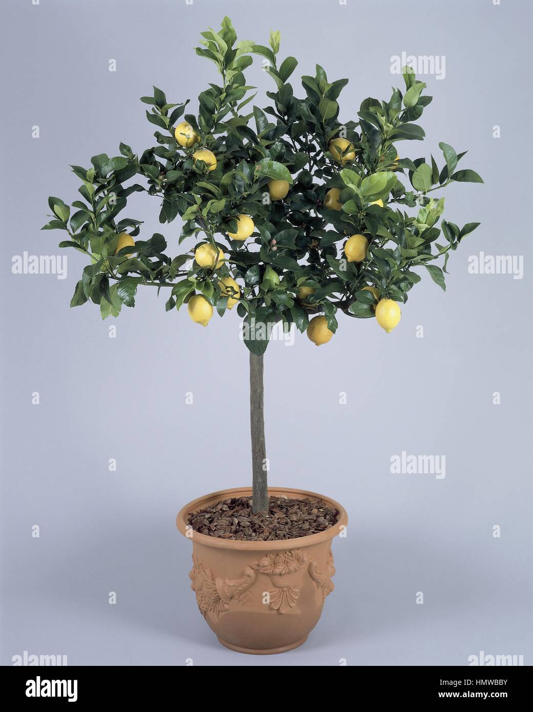 Botany - Rutaceae. Lemon (Citrus limon Stock Photo - Alamy
