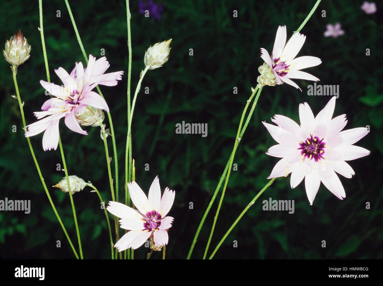Cupid's dart, blue cupidone (Catananche caerulea), Asteraceae Stock ...