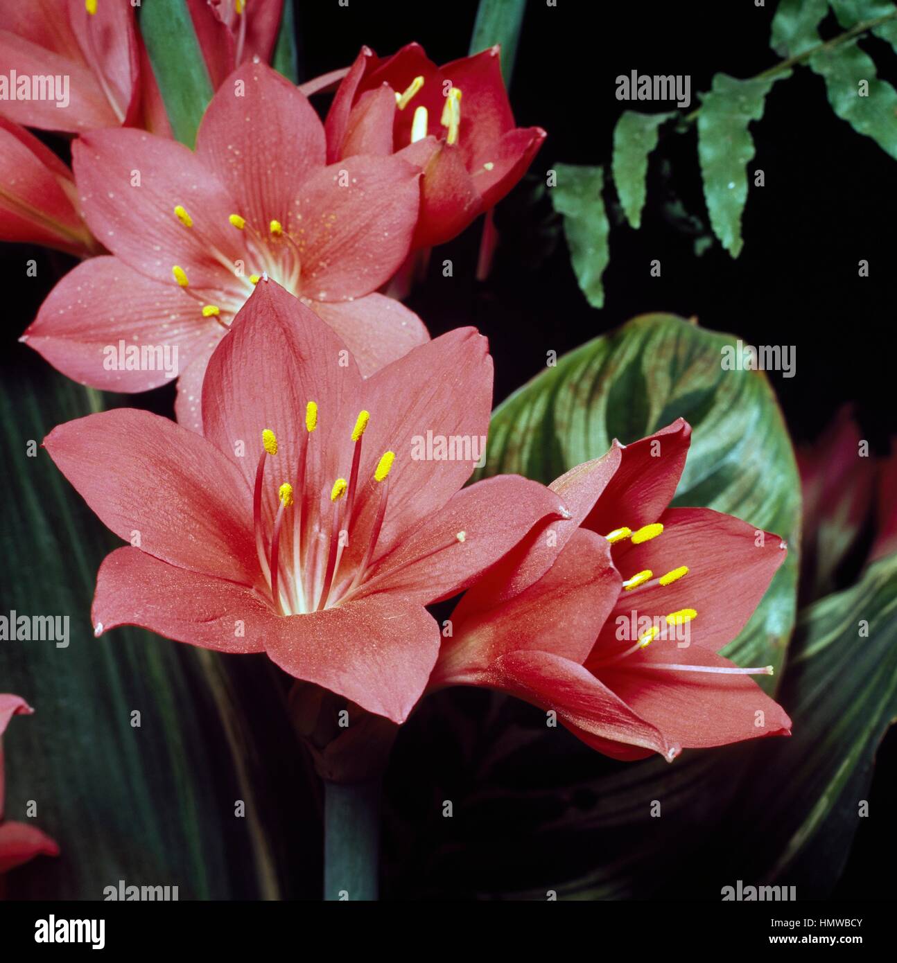George Lily, Scarborough lily (Cyrtanthus elatus), Amaryllidaceae Stock ...