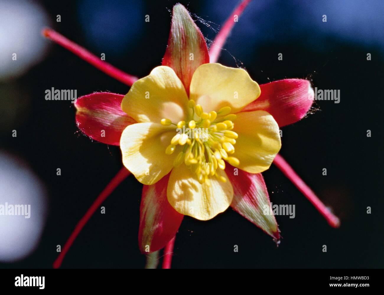European columbine or Common columbine (Aquilegia vulgaris ...