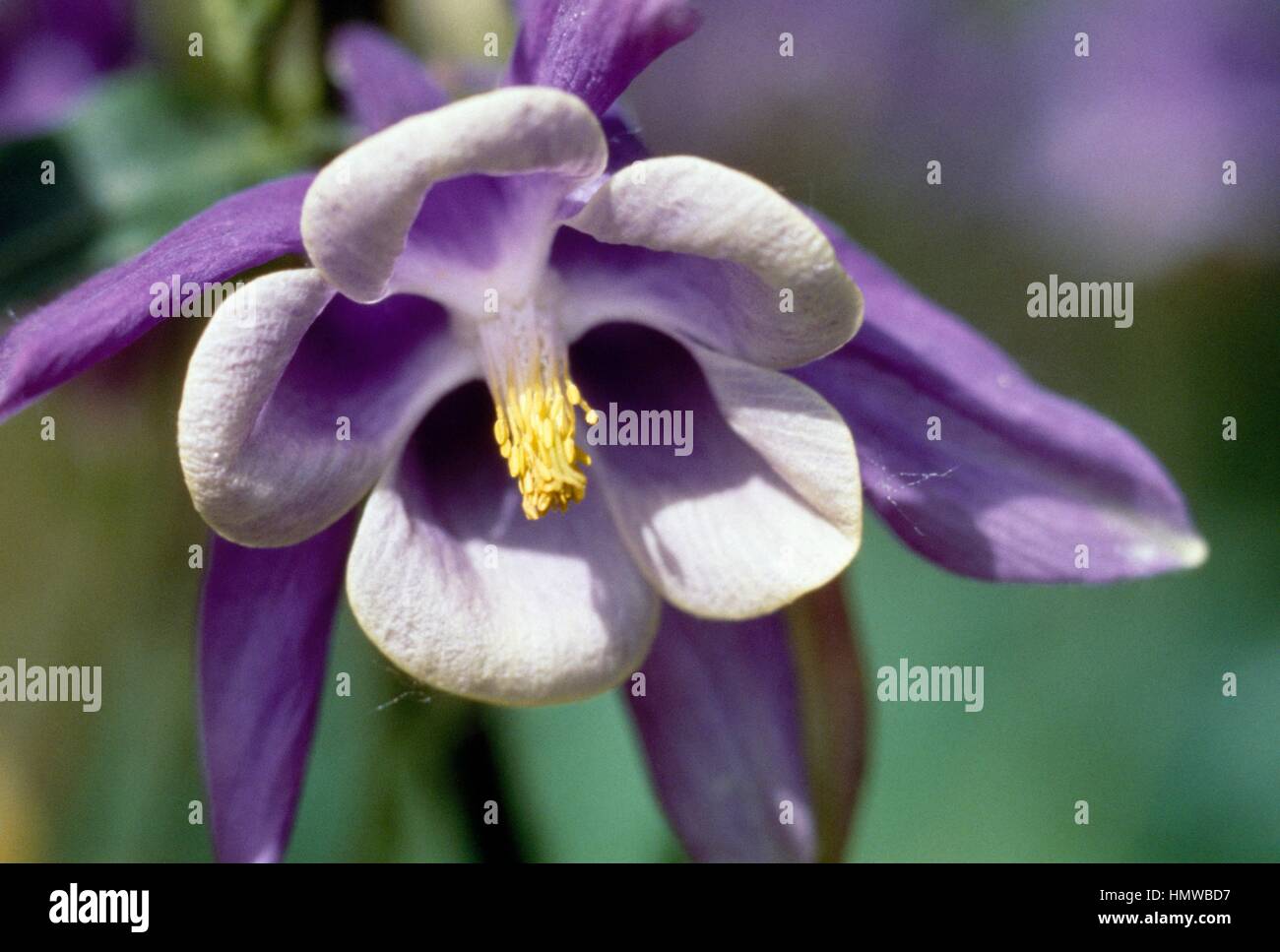 European columbine or Common columbine (Aquilegia vulgaris ...
