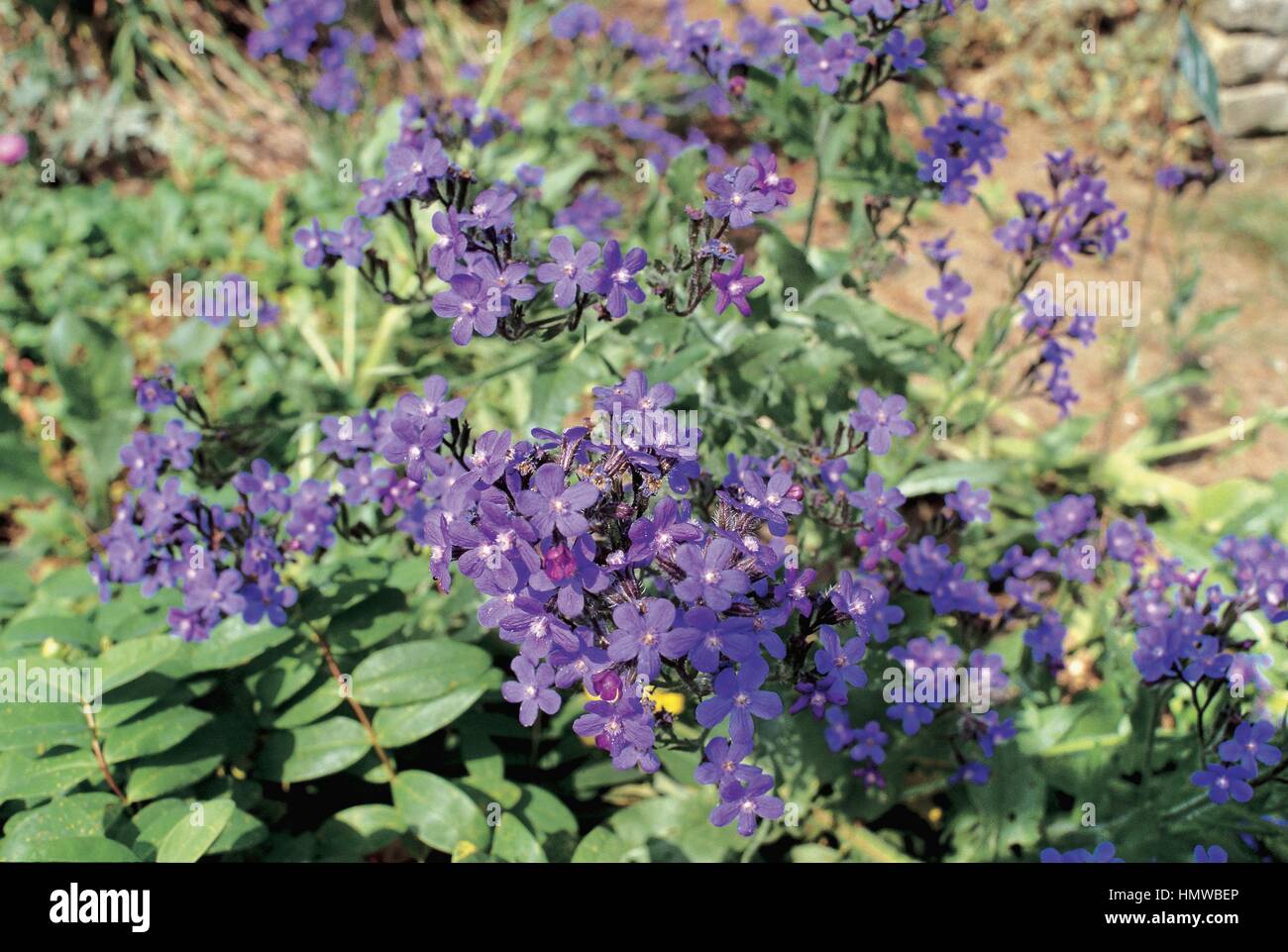 Botany - Boraginaceae. Italian bugloss (Anchusa azurea Stock Photo - Alamy