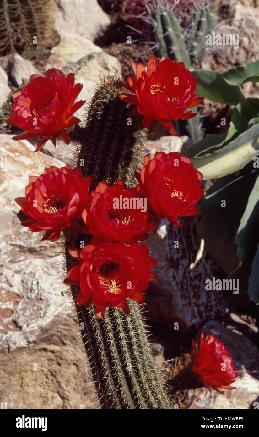 Lobivia grandiflora flowers hi-res stock photography and images - Alamy