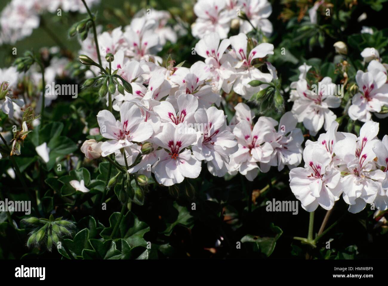 Geranium or Stork's bill (Pelargonium hederaefolium Luna), Geraniaceae ...