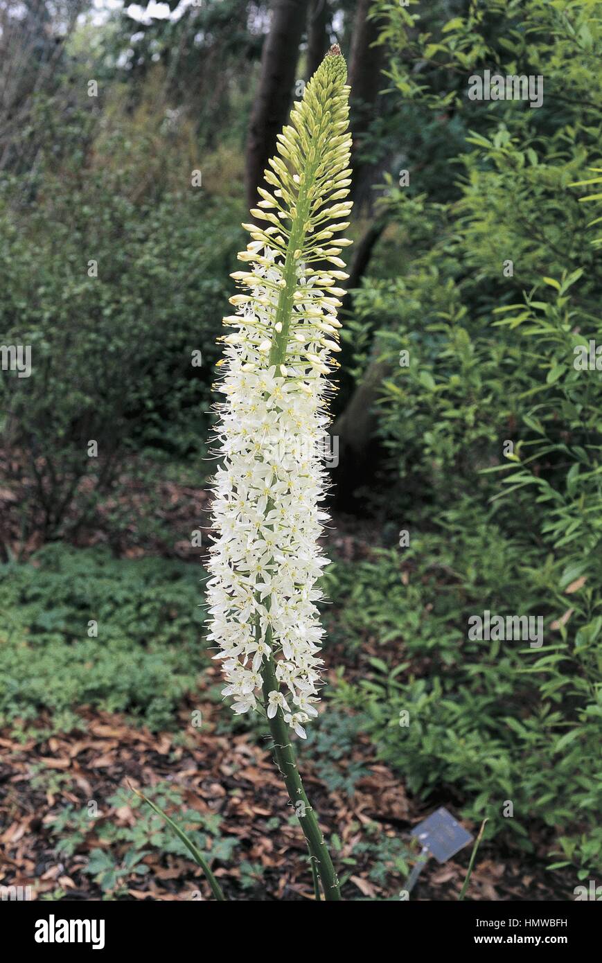 Botany - Liliaceae. Foxtail Lily (Eremurus himalaicus Stock Photo - Alamy