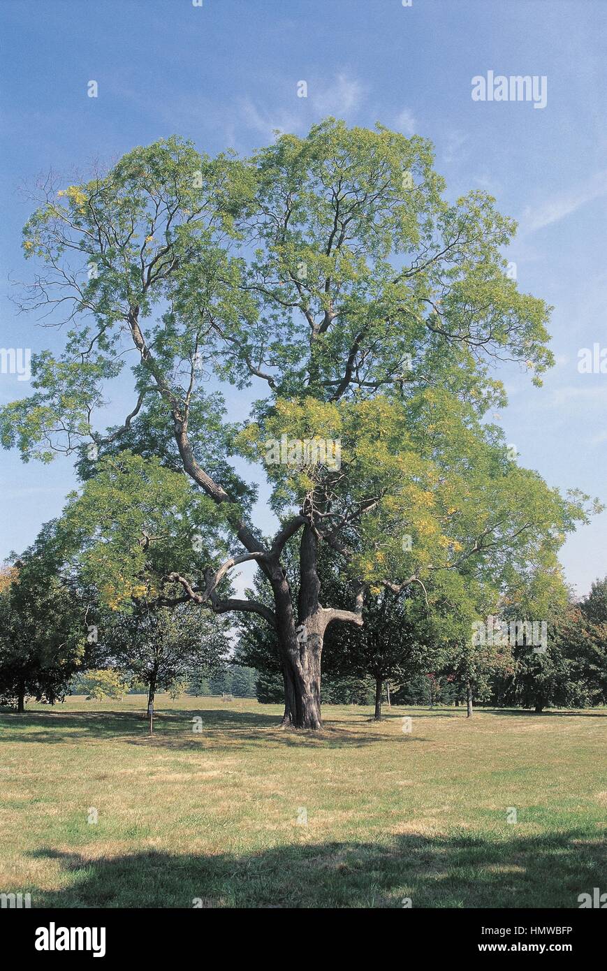 Japanese pagoda trees sophora japonica hi-res stock photography and ...