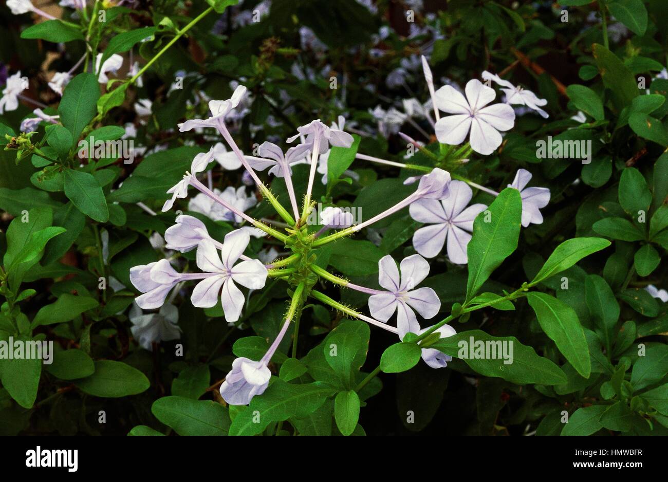 Cape Leadwort or Cape Plumbago (Plumbago auriculata), Plumbaginaceae ...
