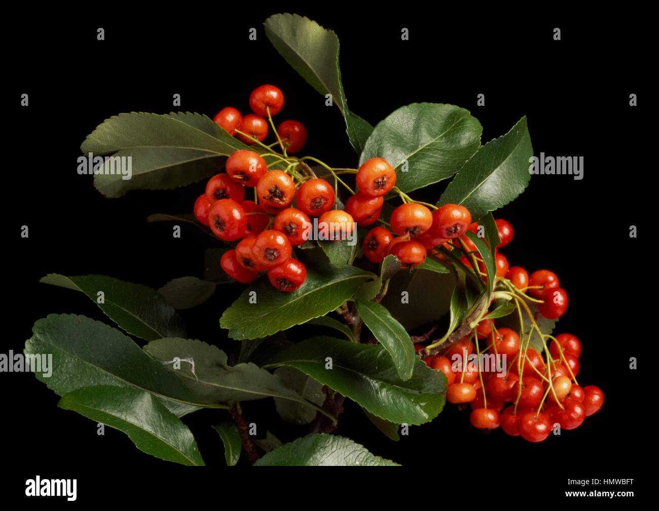Pyracantha atalantioides hi-res stock photography and images - Alamy