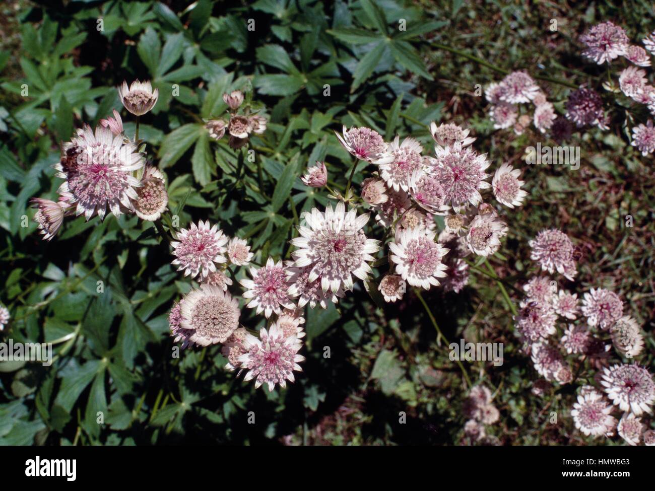 Great masterwort (Astrantia major), Apiaceae Stock Photo - Alamy