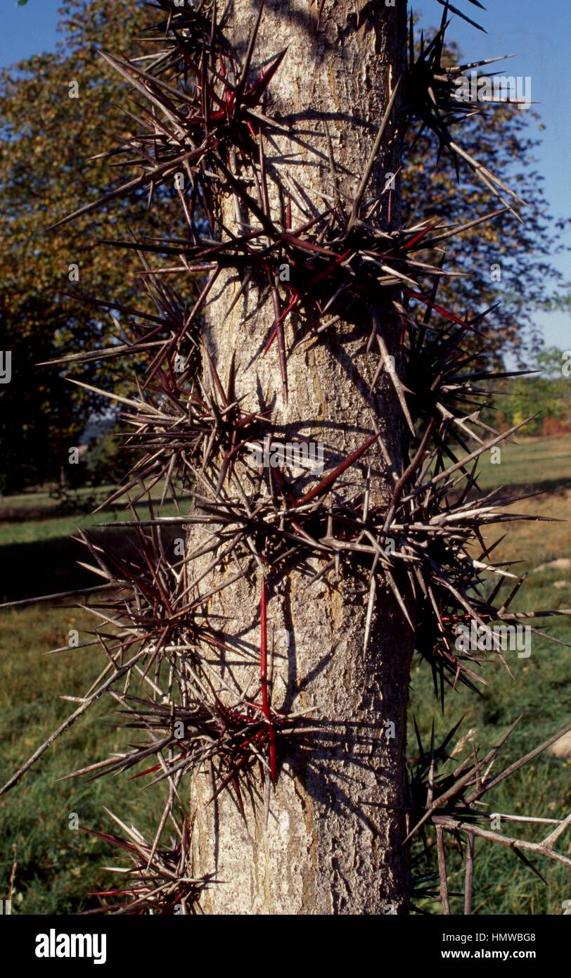 Honey locust trunk (Gleditsia triacanthos), Fabaceae-Leguminosae Stock ...