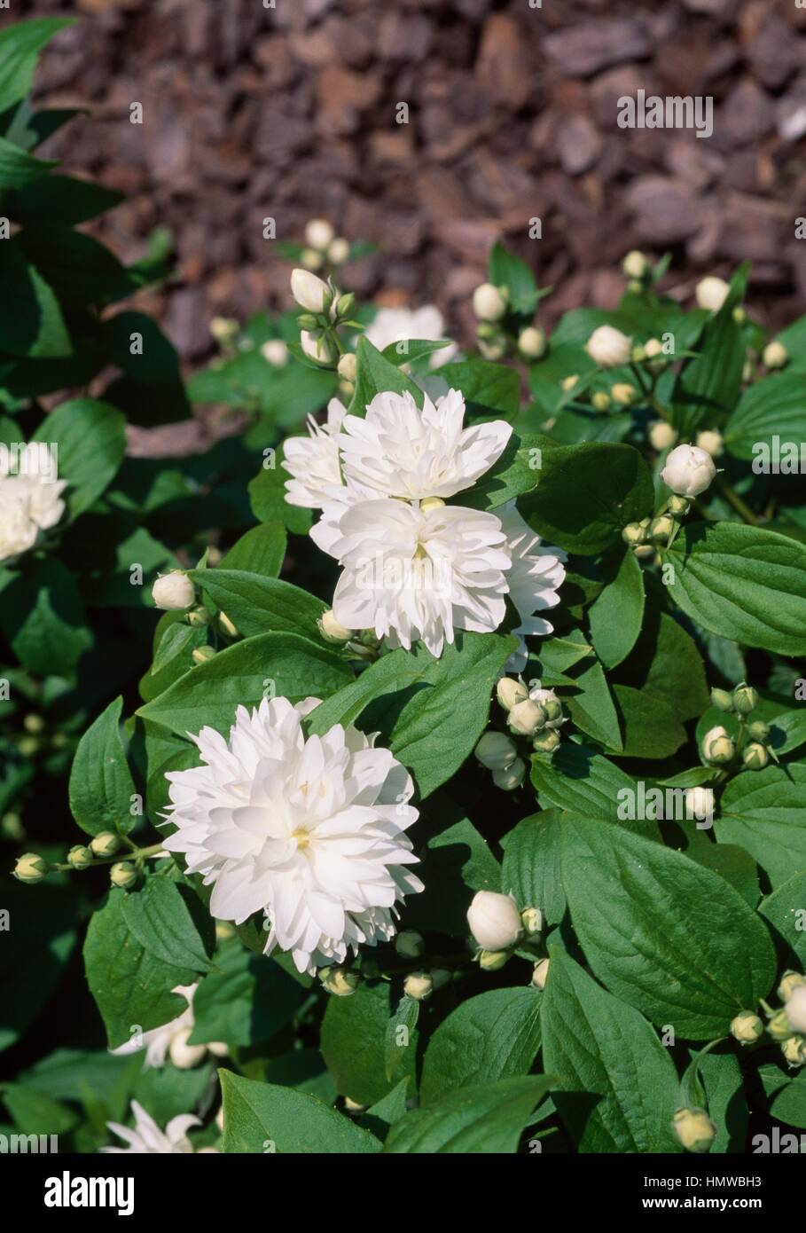 Dwarf Snowflake Mock Orange