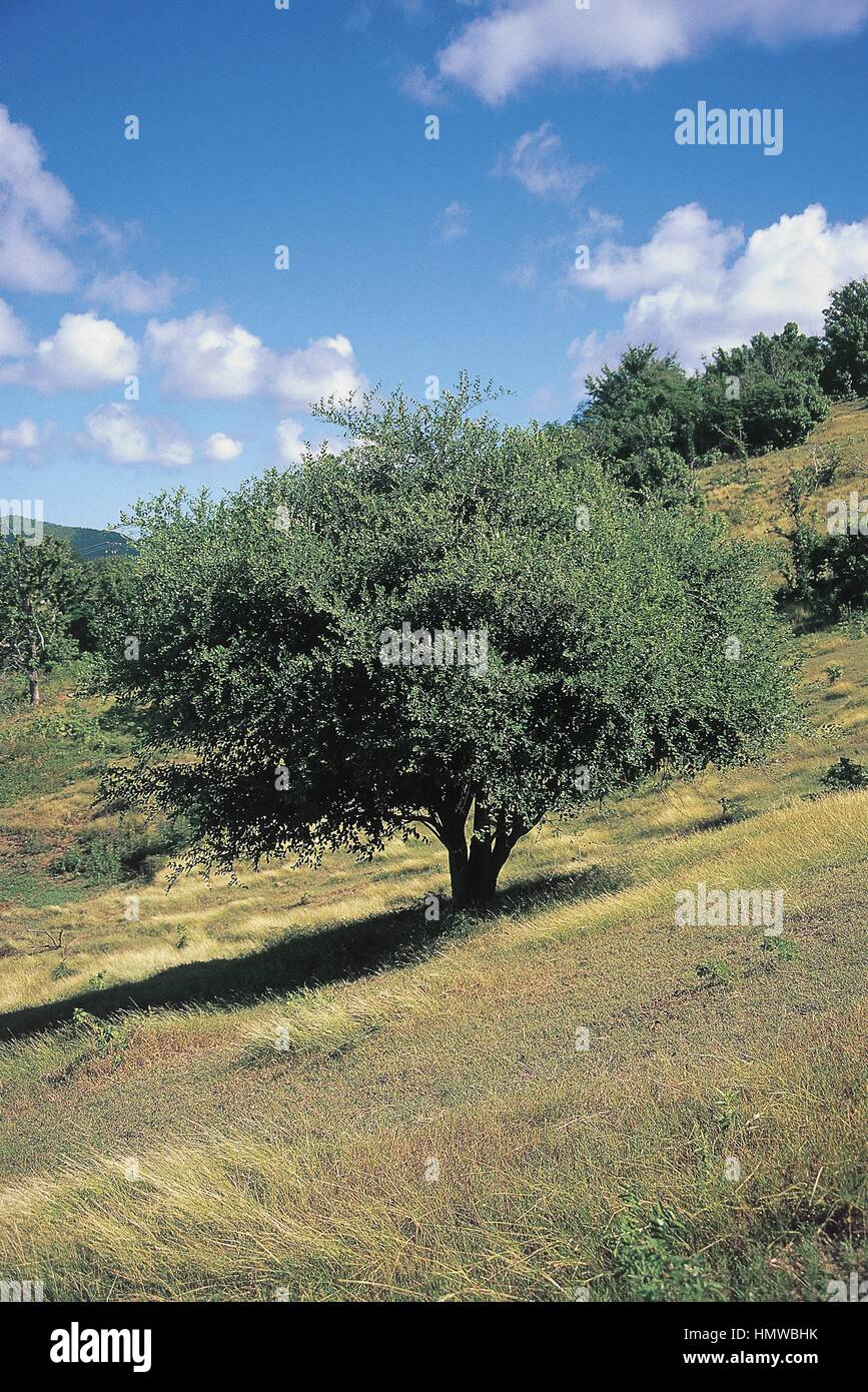 Botany - Trees - Zygophyllaceae. Lignum-vitae (Guajacum officinale ...