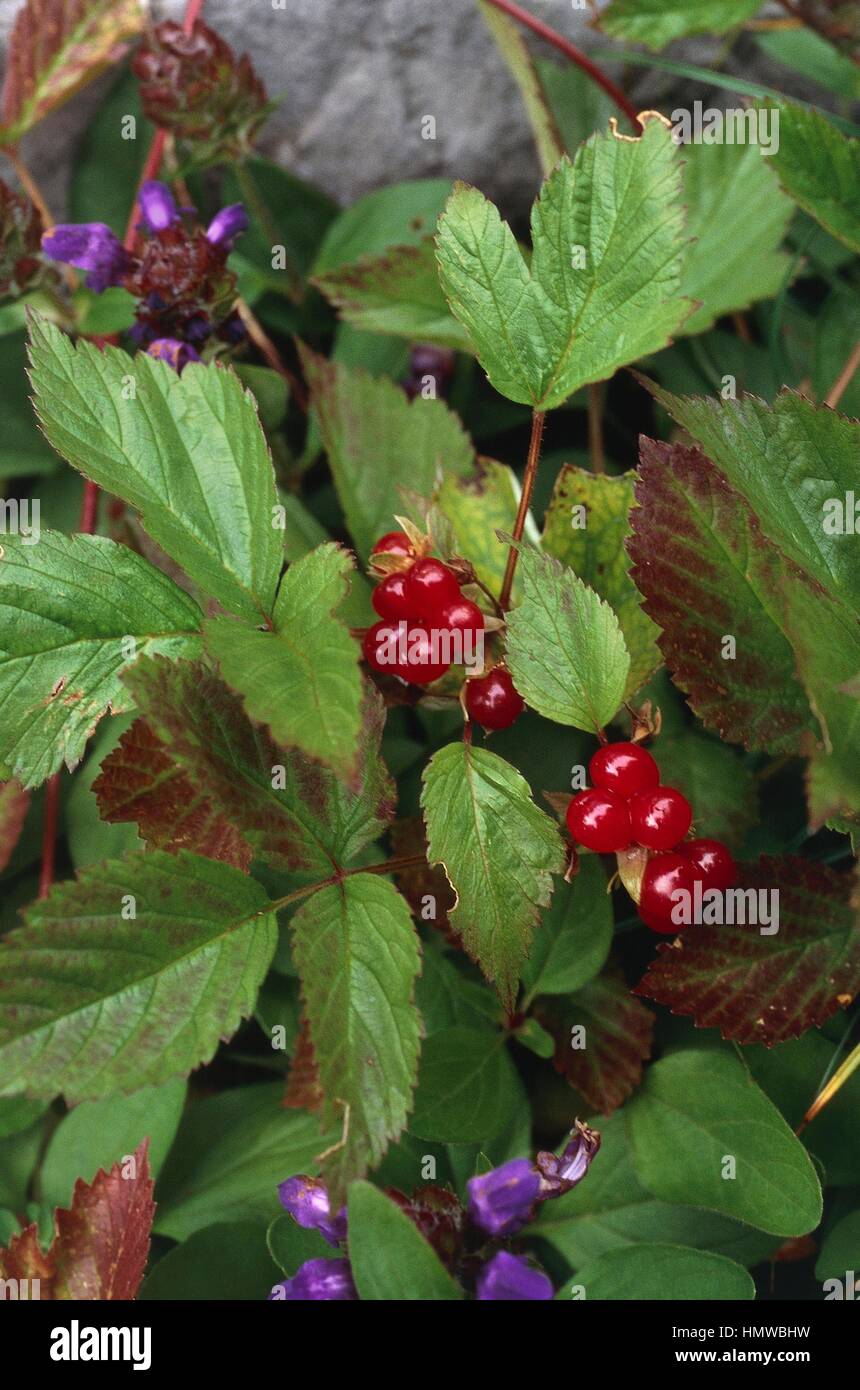 Alpine currant hi-res stock photography and images - Alamy